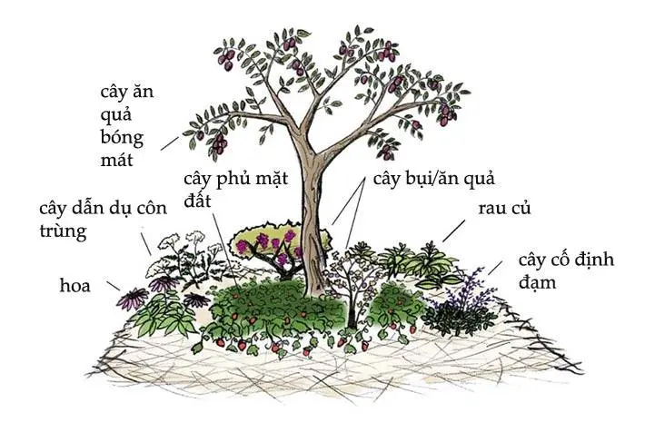 XEN CANH CÂY TRỒNG TRONG SẢN XUẤT NÔNG NGHIỆP HỮU CƠ
